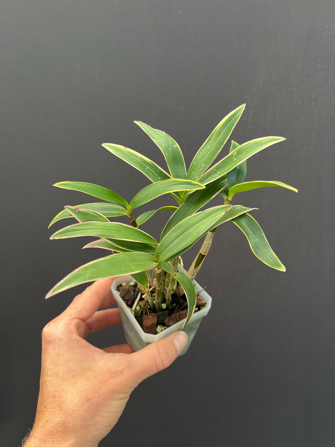 Dendrobium Kingianum Variegated Small Orchid - Etsy