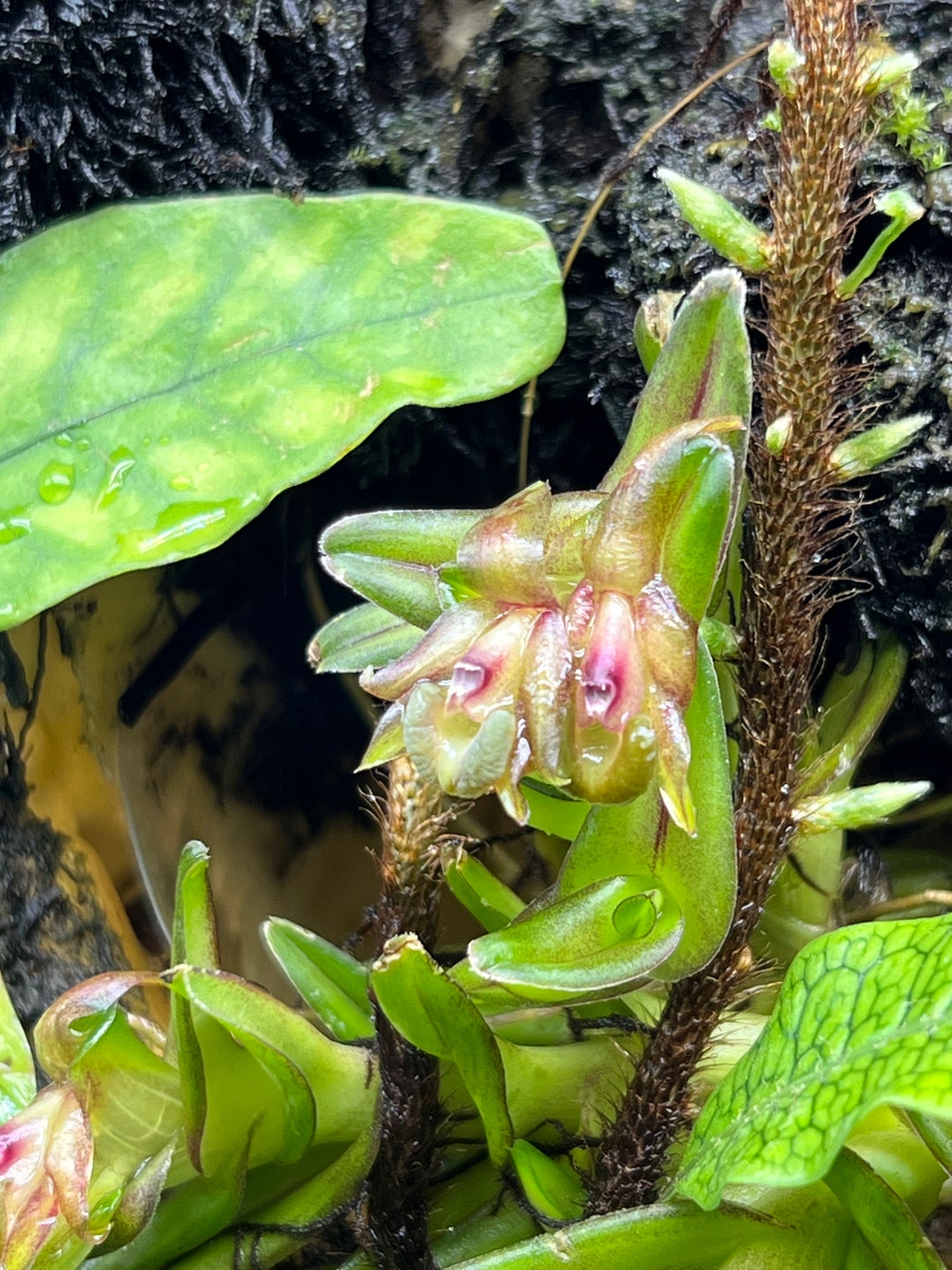 Epidendrum Schlechterianum Mini Orchid - Etsy