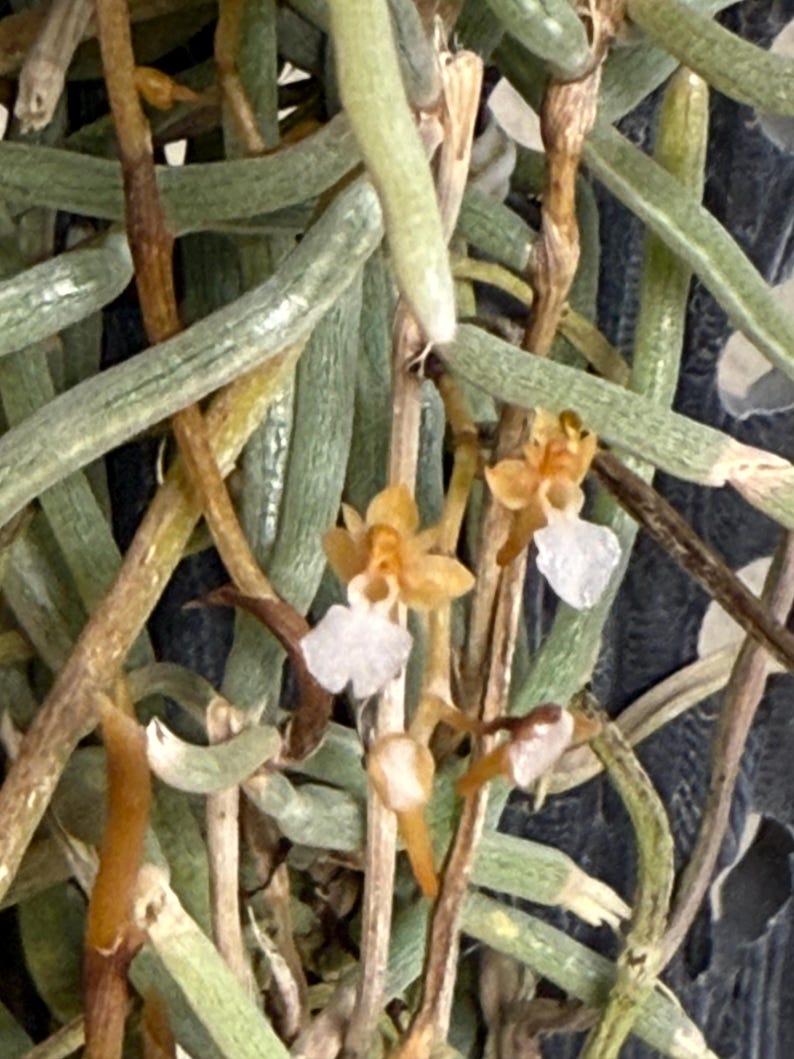 Microcoelia Cornuta Ghost Orchid (large) - Etsy