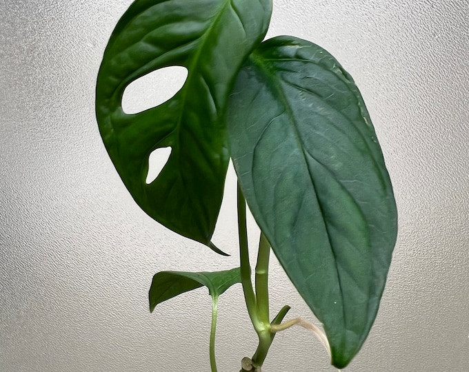 Monstera Sp. Muyuna - Etsy