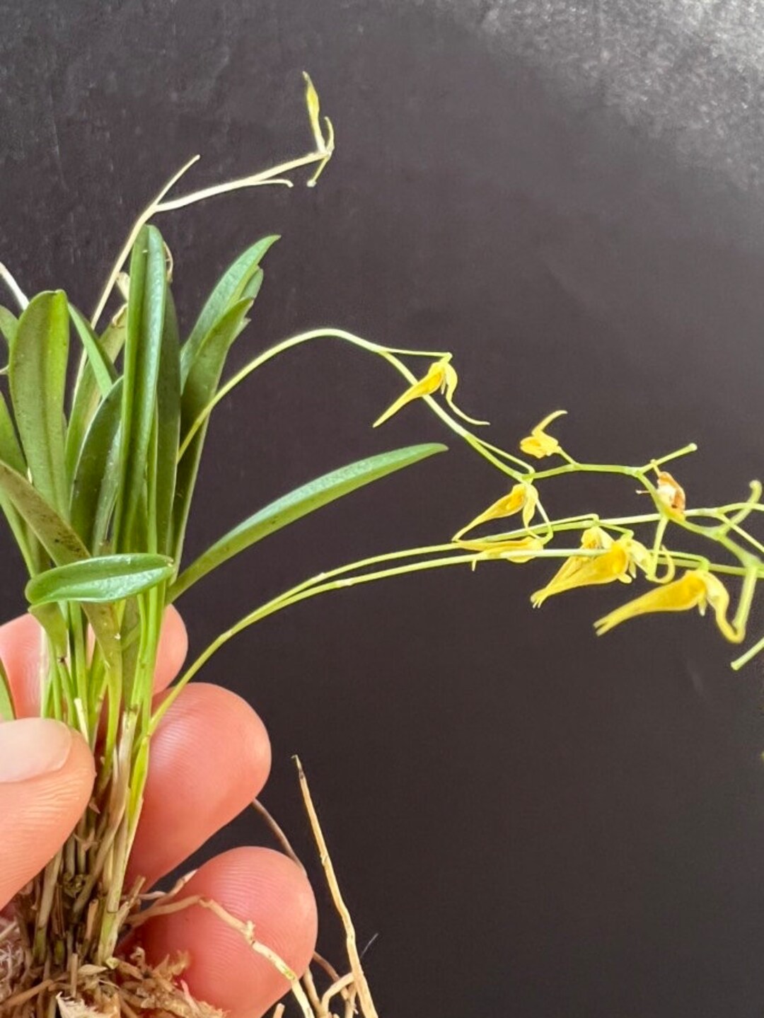 Specklinia Picta (pleurothallis Picta) Mini Orchid - Etsy