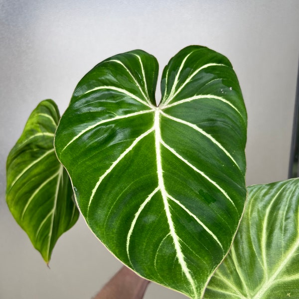 Philodendron Zebra Gloriosum - Etsy