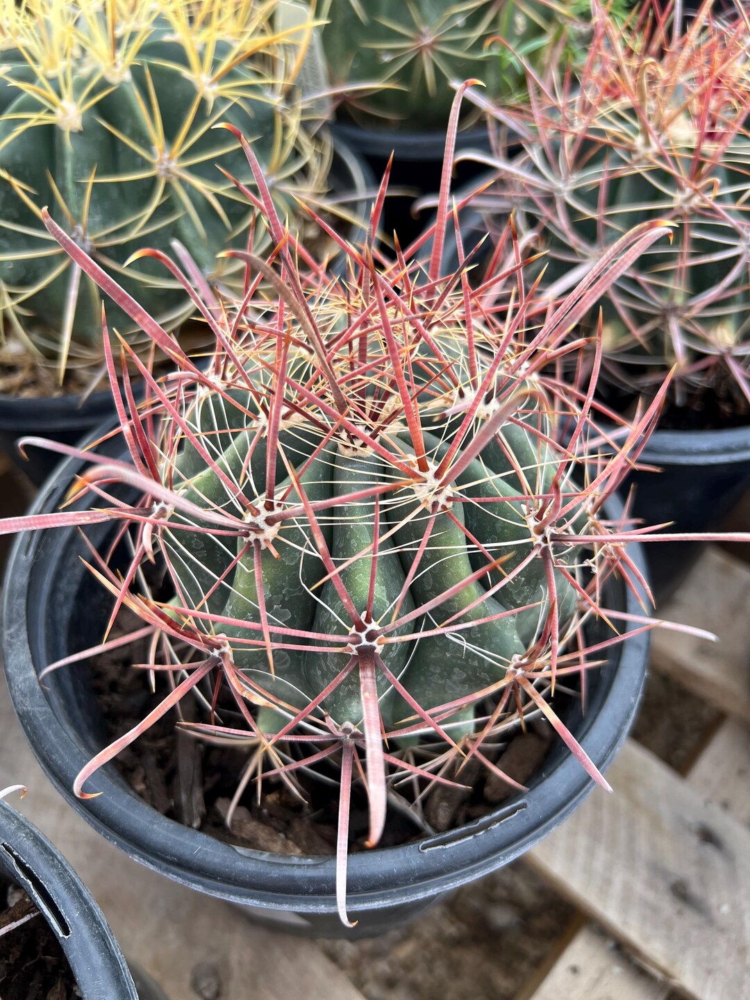 Ferocactus Pringlei Fire Barrel Cactus - Etsy