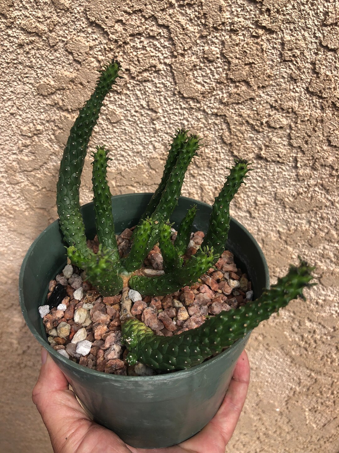 Euphorbia Esculenta - Etsy
