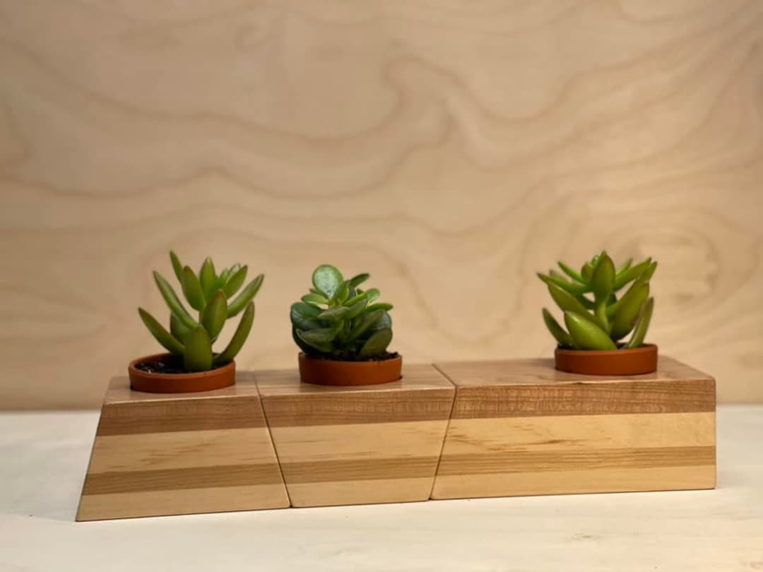 Succulent Plant Display - Etsy