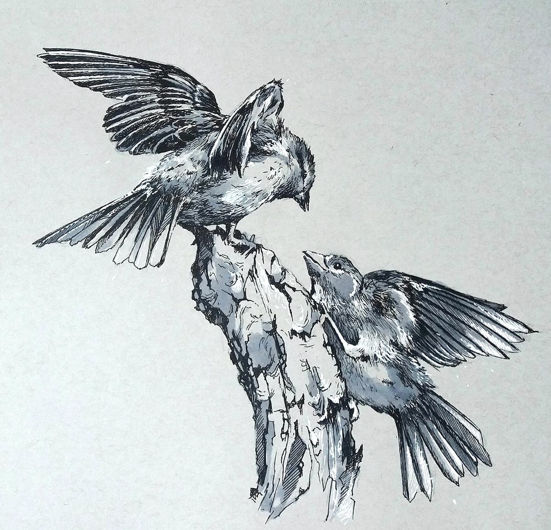 Original - NOT A PRINT, Bird Art, Bird Sketch, Bird Original Drawing ...