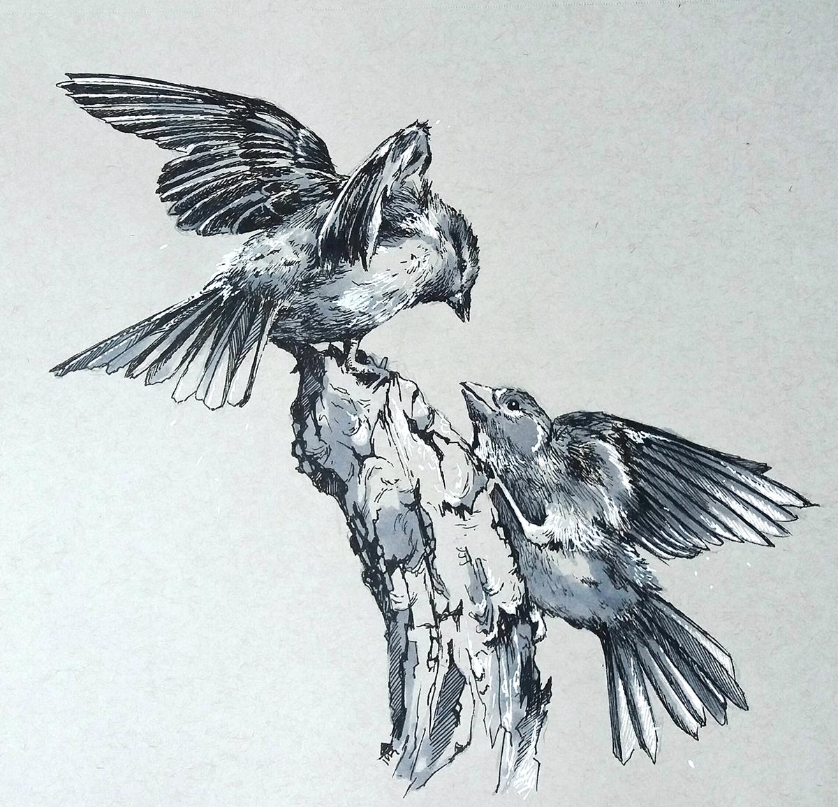 Original - NOT A PRINT, Bird Art, Bird Sketch, Bird Original Drawing ...