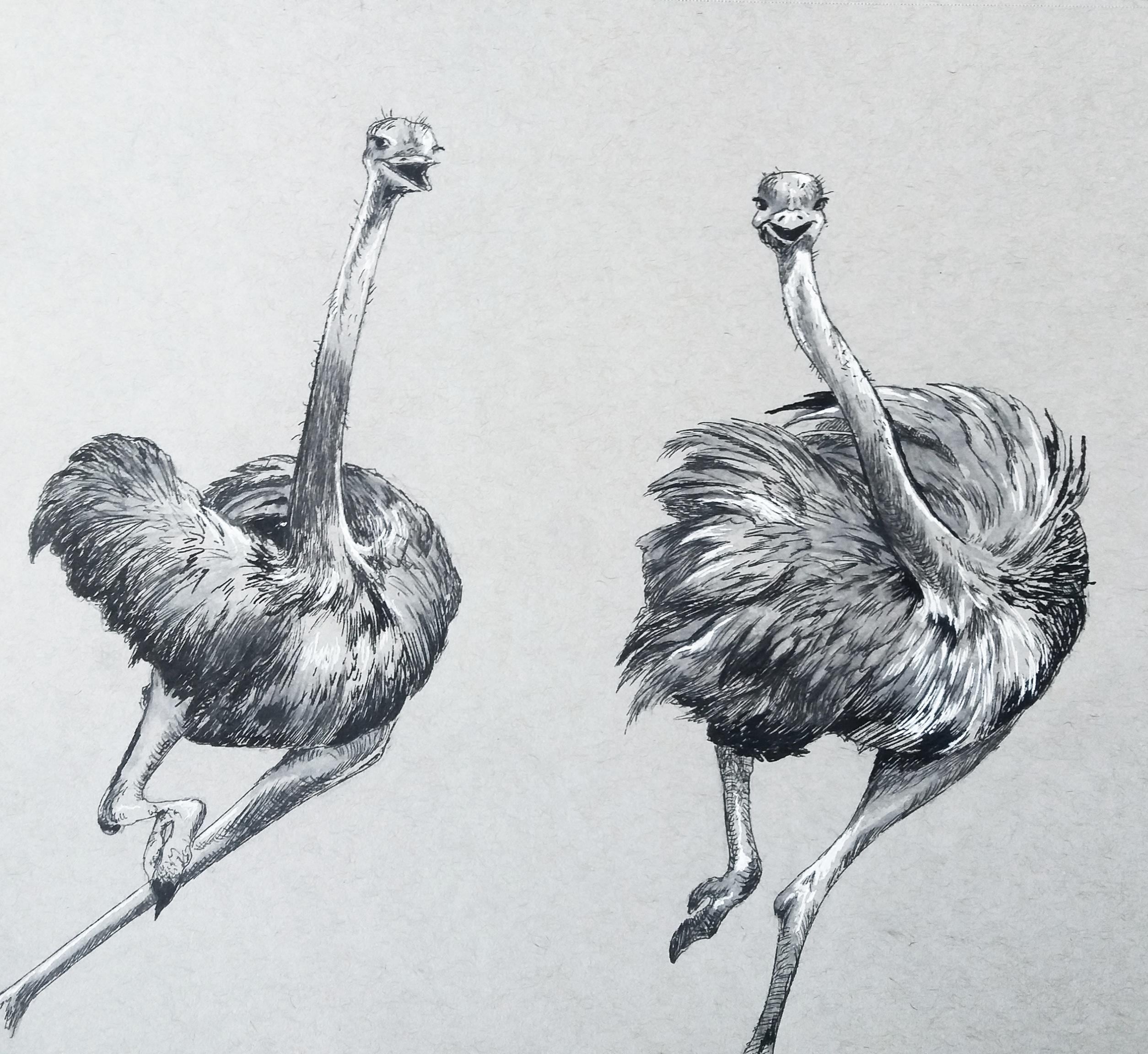 Original - NOT A PRINT, Ostrich Art, Ostrich Drawing, Bird Art, Ostrich ...