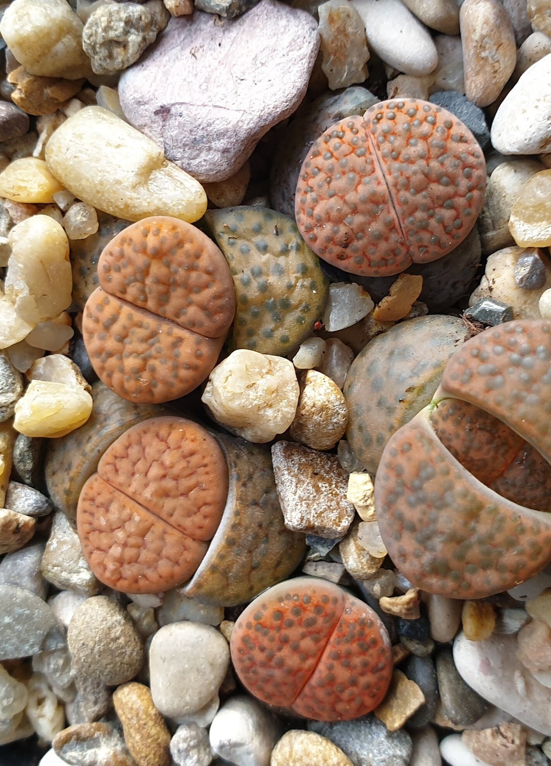 Lithops fulviceps v. lactinea, levende steentjes, vetplant - 20 zaden ...