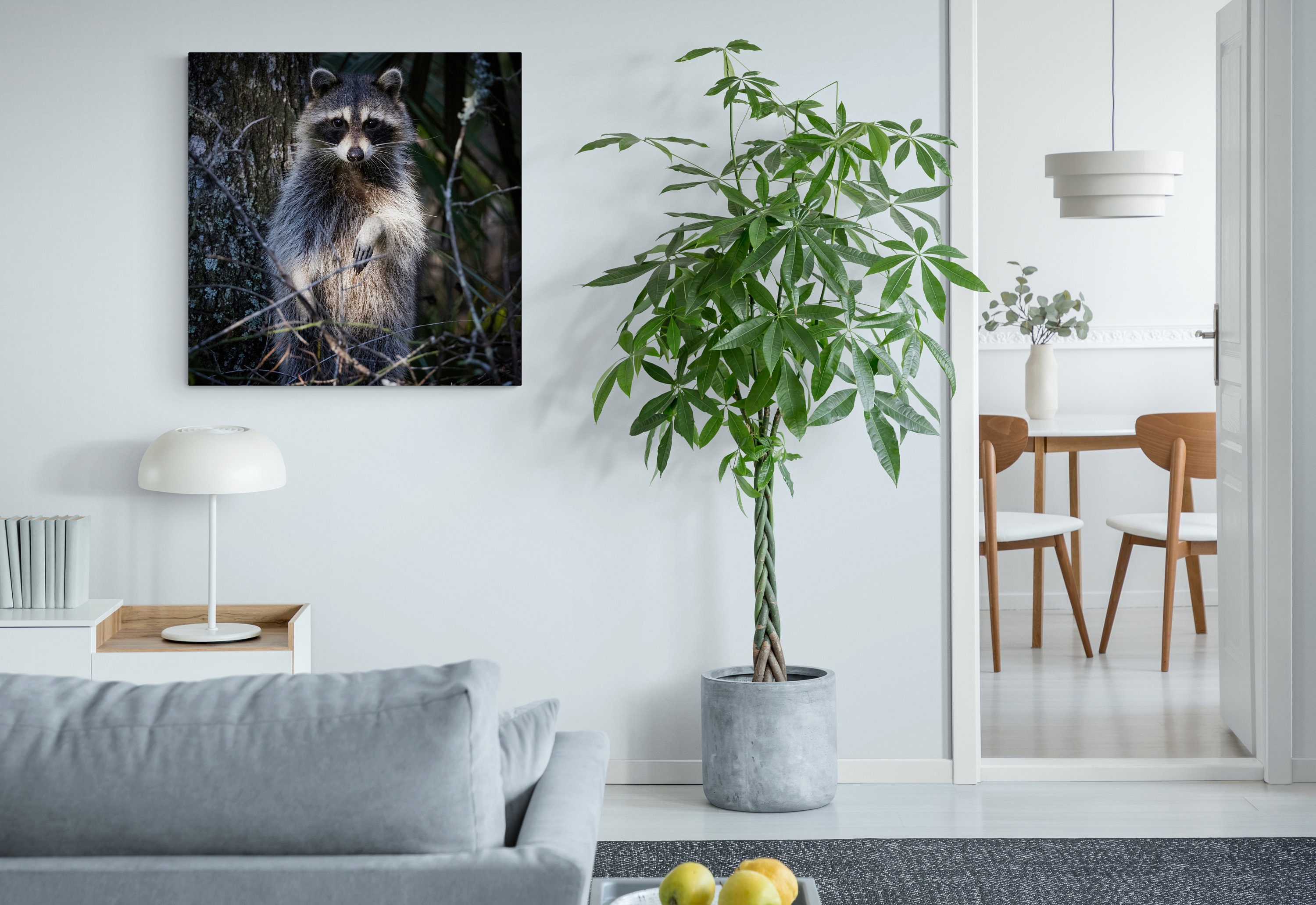 Raccoon Wall Art Home Decor Photography - Etsy