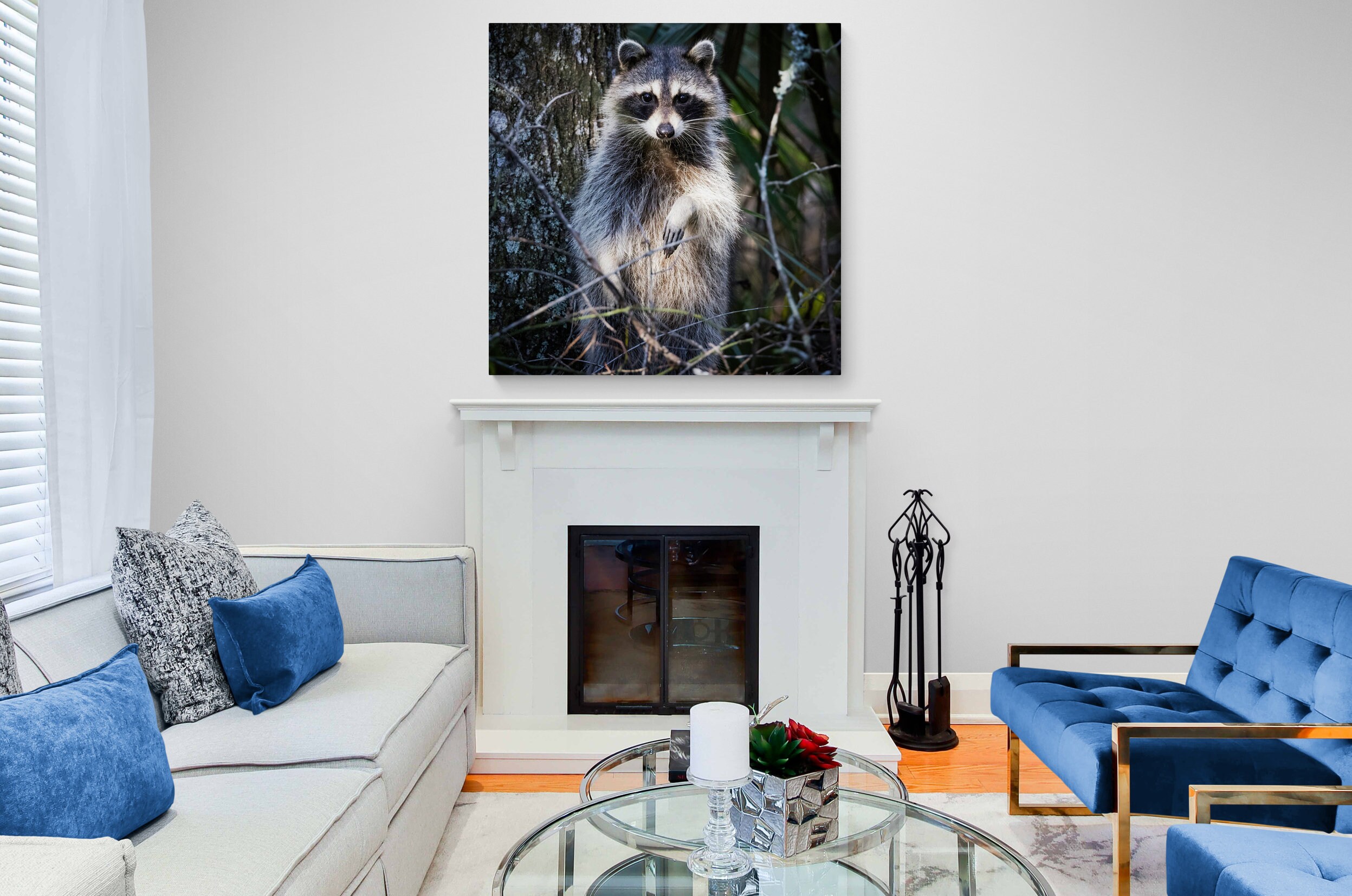 Raccoon Wall Art Home Decor Photography - Etsy