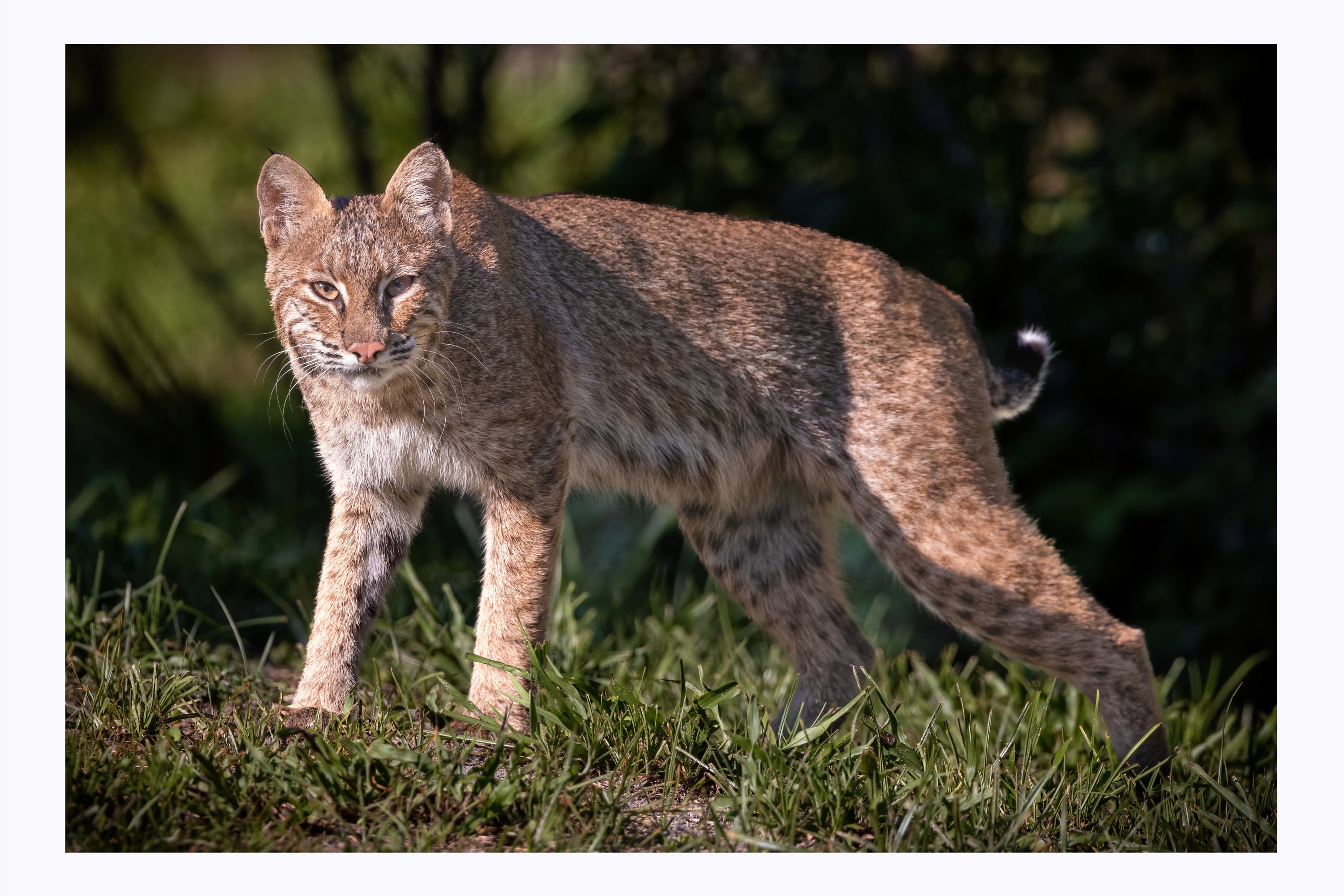 Bobcat Wall Art Home Decor Photography - Etsy