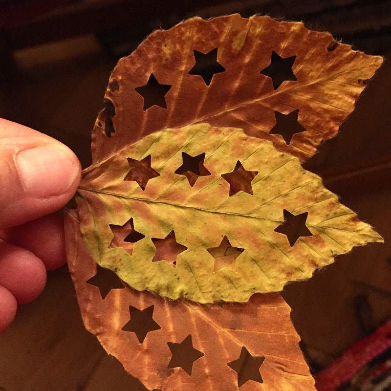 Real Leaves Cut Outs - Etsy UK