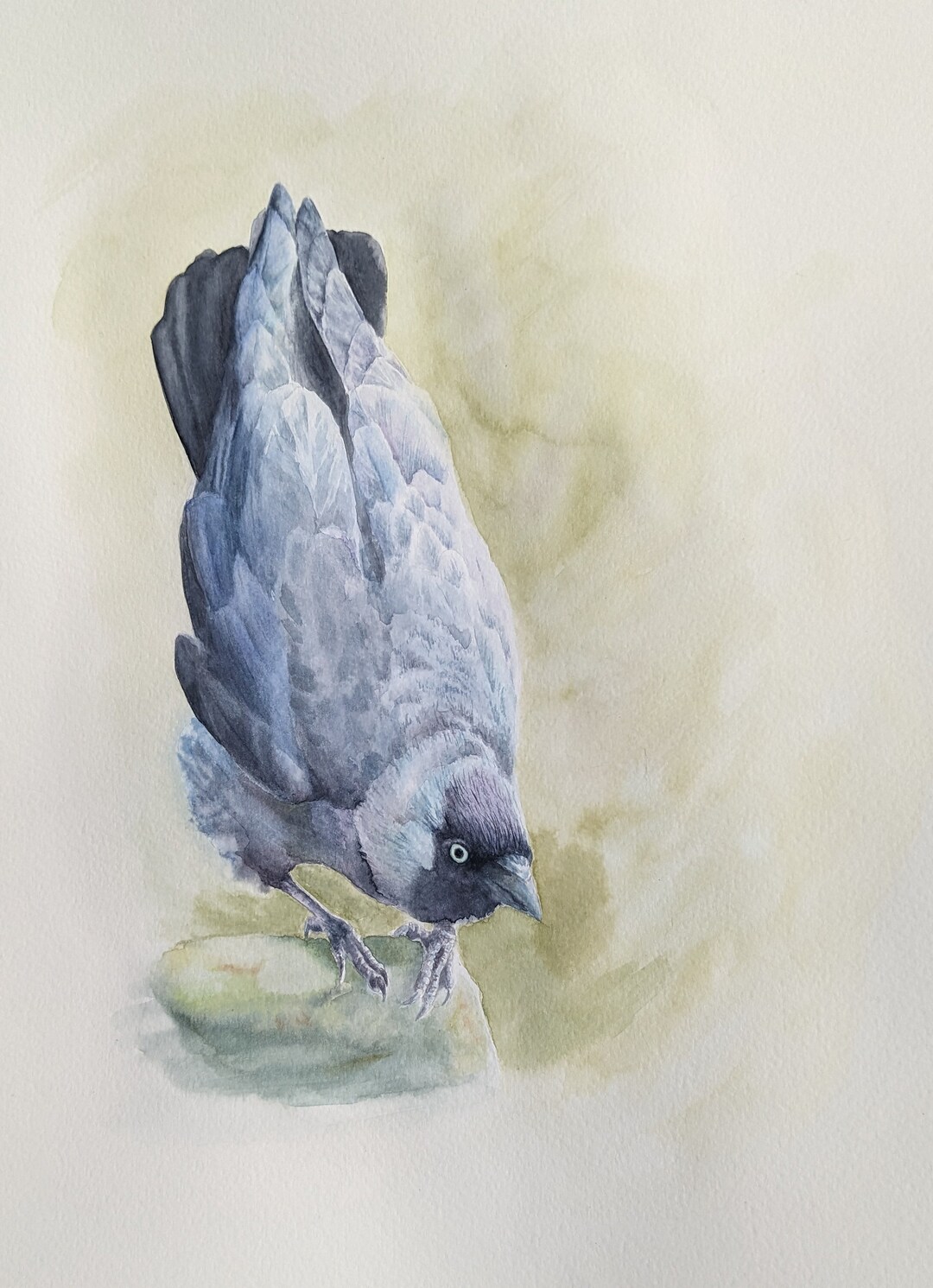Jackdaw. Original Artwork - Etsy