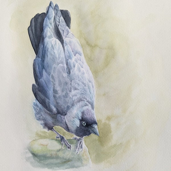 Jackdaw - Etsy