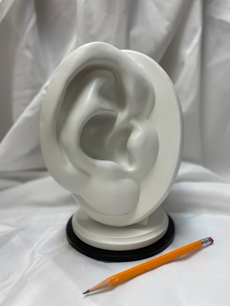 Ear Sculpture: Renaissance Art Drawing Model, Art Education - Etsy