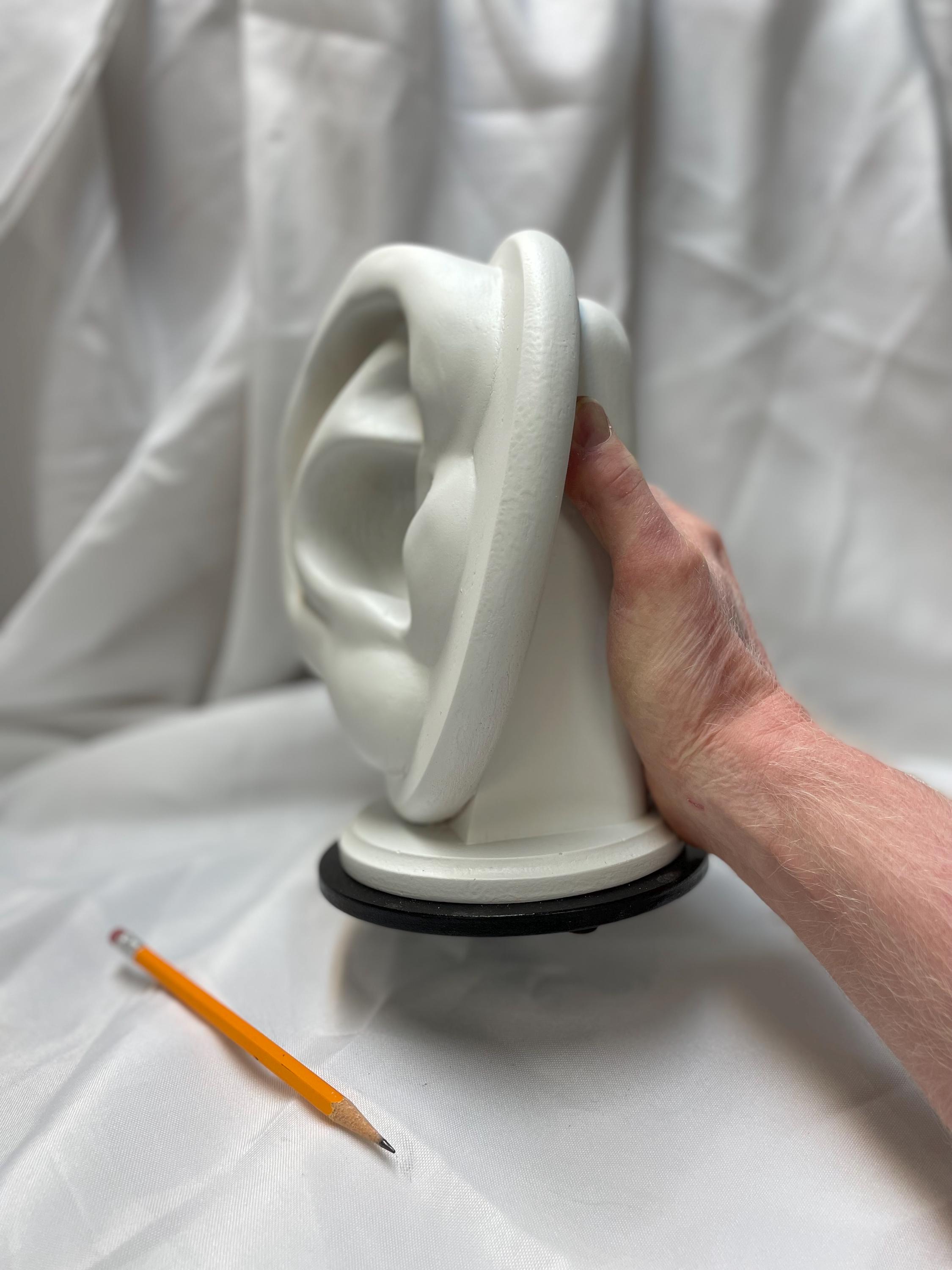 Ear Sculpture: Renaissance Art Drawing Model, Art Education - Etsy