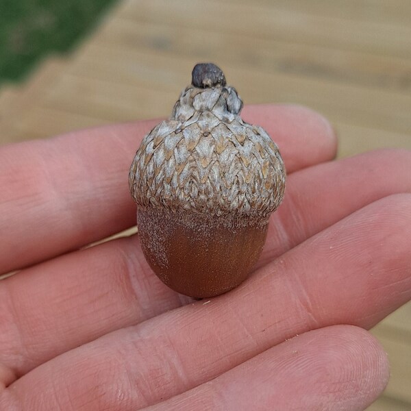 Natural Acorn Caps - Etsy