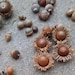 Acorn Mix! 20 Natural Acorns (with Caps) From Several Species of Oak ...