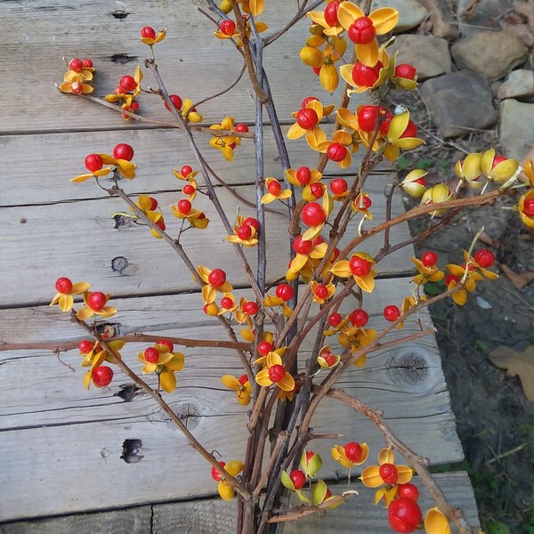 Natural Branch - Etsy