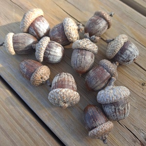 Northern Red Oak Acorns! 10x Natural Acorns With Caps! (quercus Rubra ...