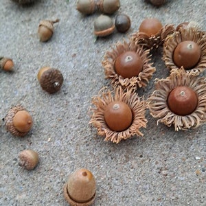 Acorn Mix! 20 Natural Acorns (with Caps) From Several Species of Oak ...