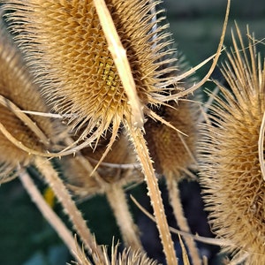 10x Dried Teasel Stems, Natural Thistle, (aka: Teazle, Teazel) - Etsy