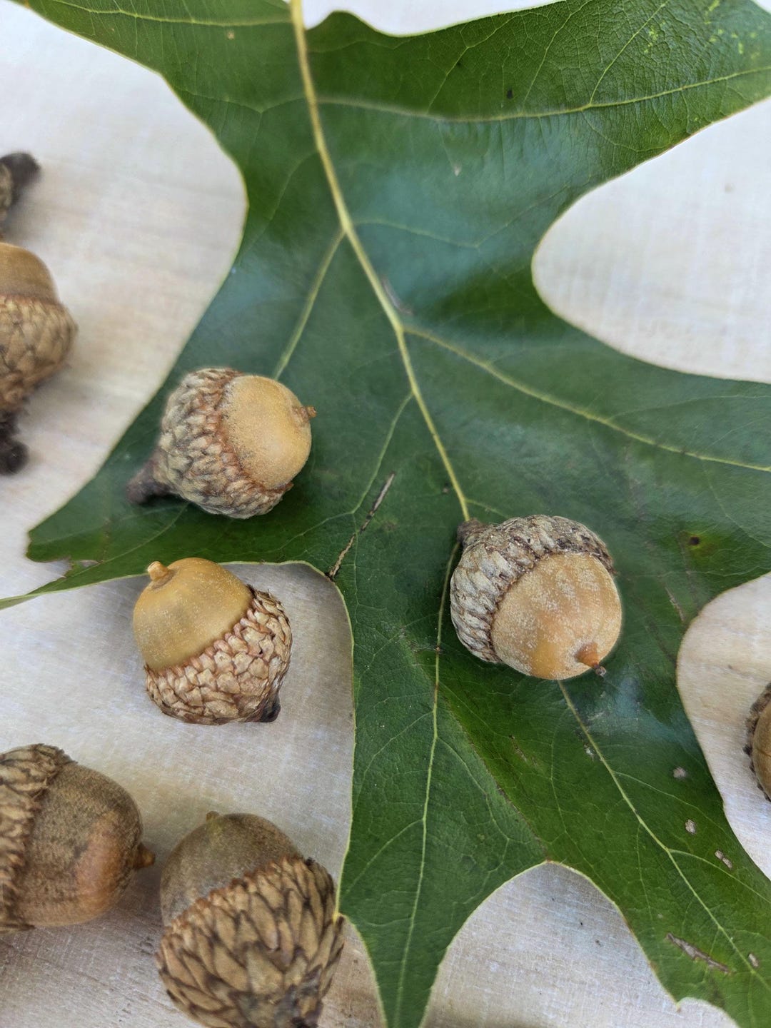 Black Oak Acorns (quercus Velutina), Organically Grown, Arkansas Ozarks ...