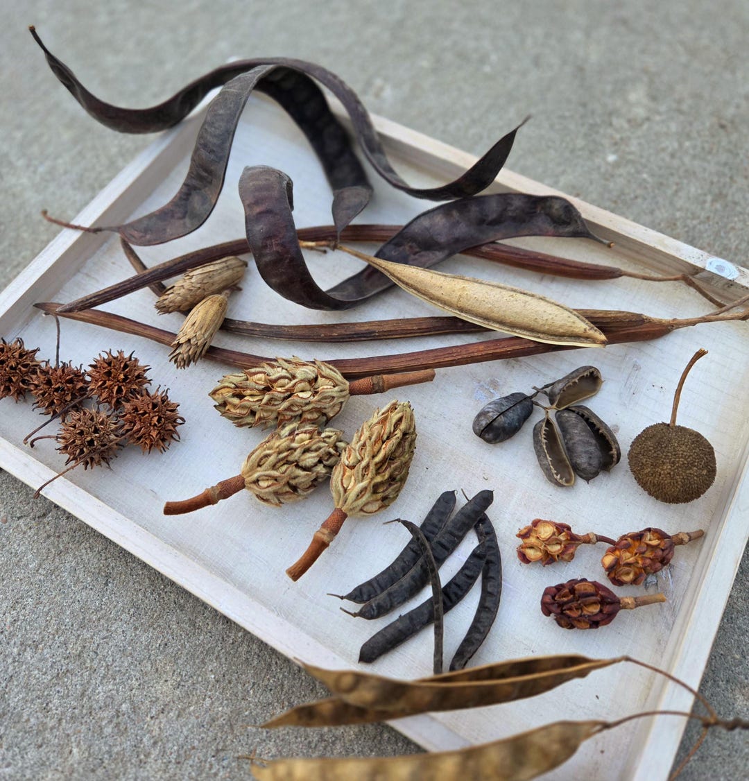 Seed Pod Collection! A Mix of Natural Dried Seedpods - Etsy