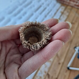 Large Bur Oak Acorn Caps - 10 Pieces - Etsy
