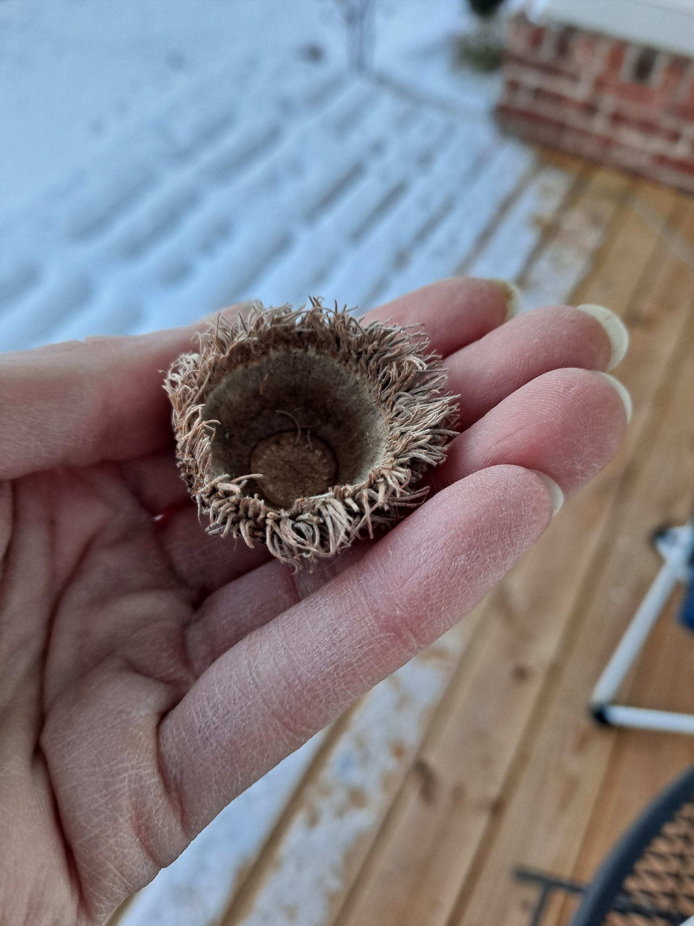 Large Bur Oak Acorn Caps - 10 Pieces - Etsy