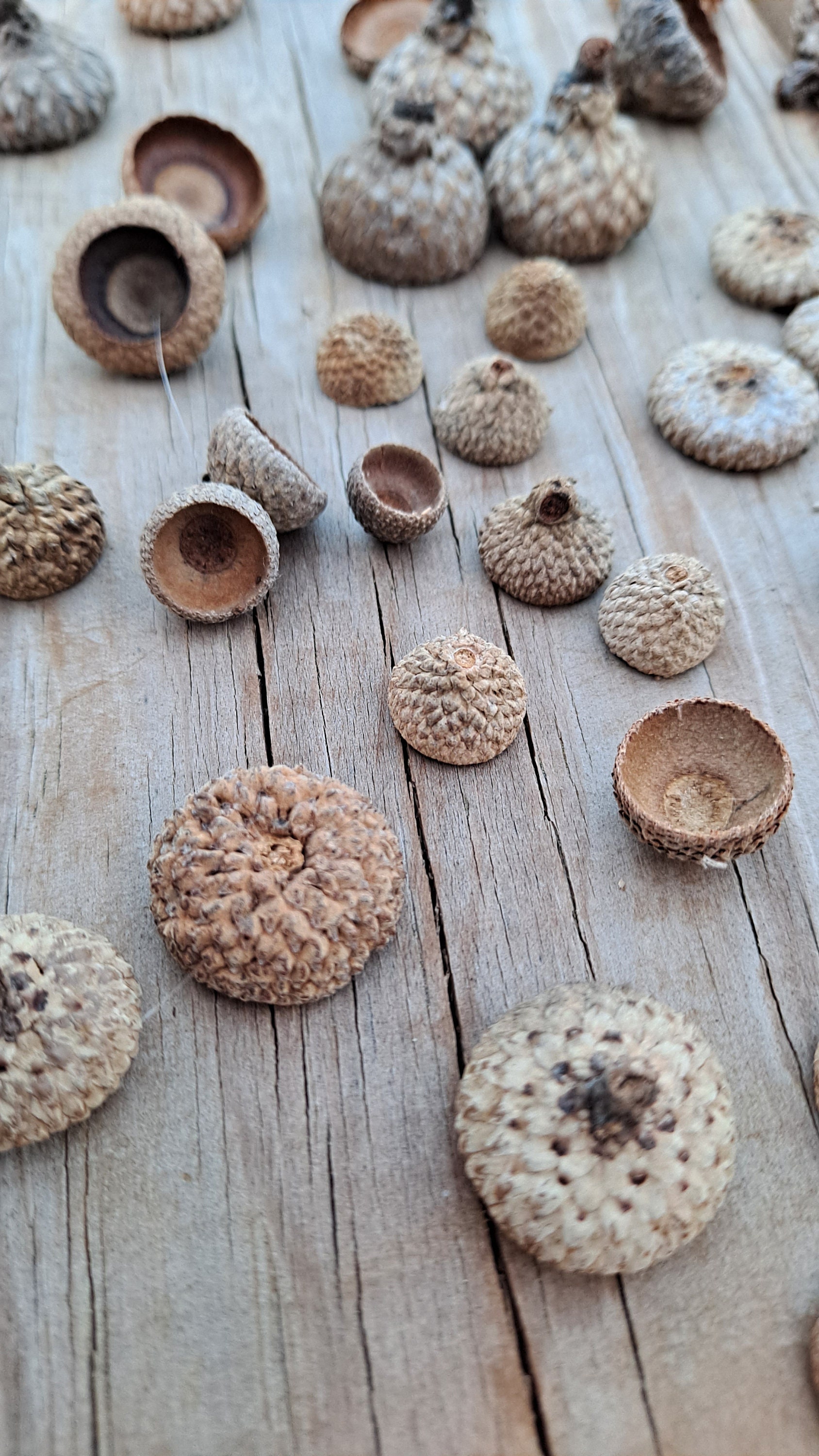 Acorn Caps Mix: 40 Pieces! Nature Craft Assortment, Multiple Varieties ...