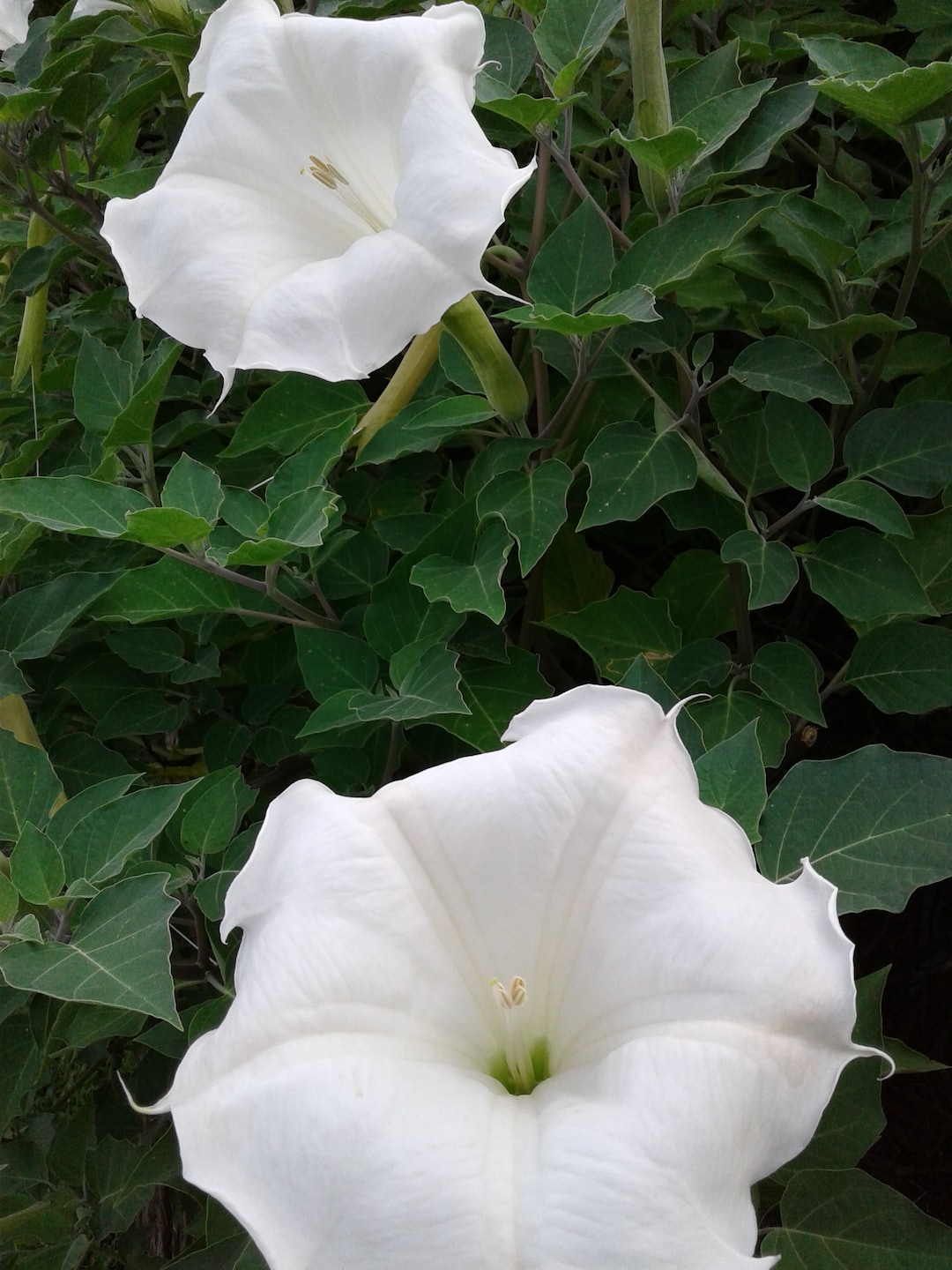 50+ Moonflower Seeds: Fragrant White Datura - Etsy