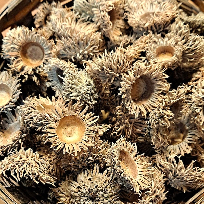 Acorn Oak Hair - Etsy