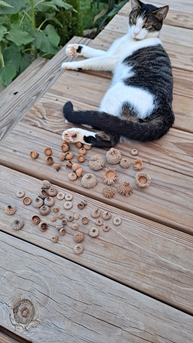 Acorn Caps Mix: 40 Pieces! Nature Craft Assortment, Multiple Varieties ...