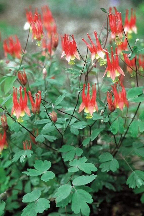 Native Red Columbine Seeds - Etsy