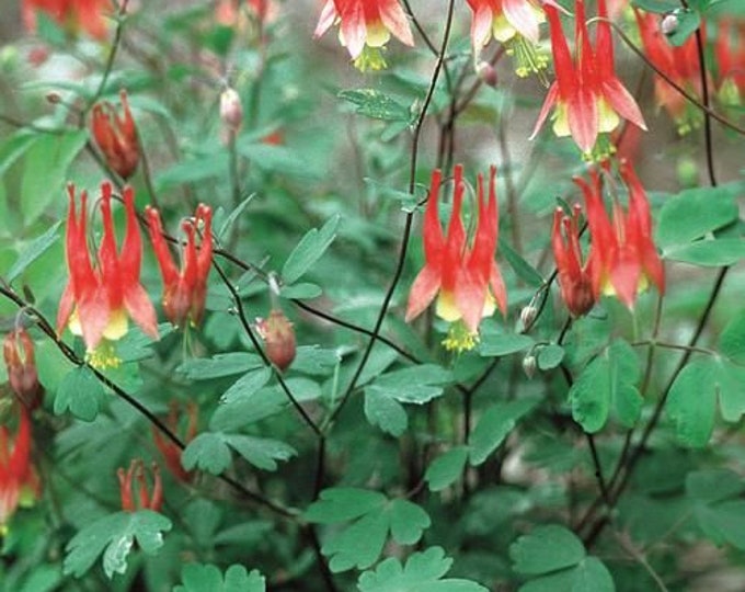 Native Red Columbine Seeds - Etsy