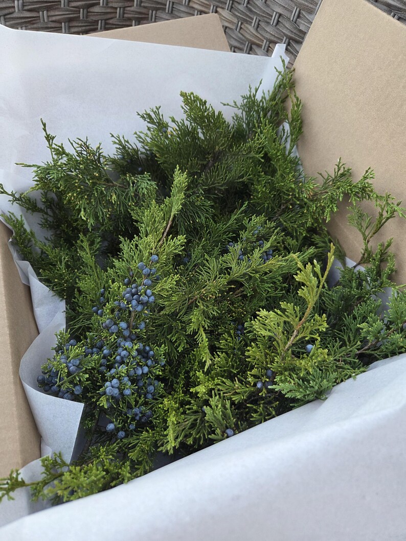 Eastern Red Cedar Boughs! Juniper Virginiana. 1 Lb Box of Fresh ...