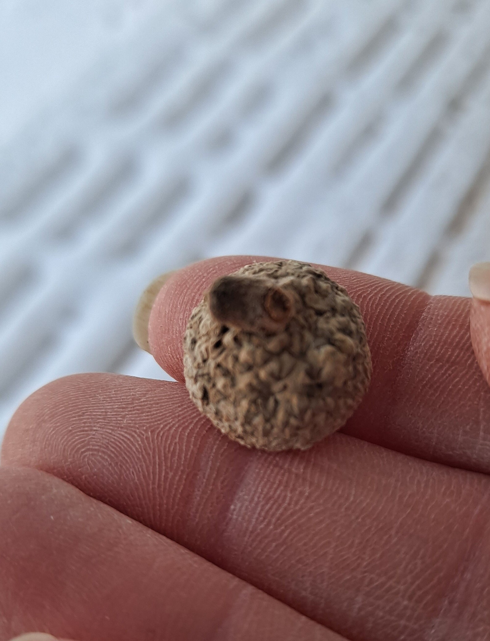 Tiny Acorn Caps! Very Small, Real Post Oak Acorn Tops - Over 20 Pieces ...