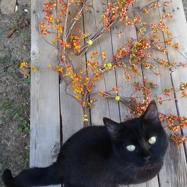Bittersweet Garland - Etsy