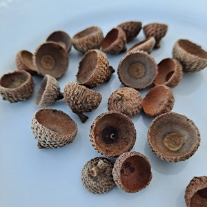 Tiny Acorn Caps! Very Small, Real Post Oak Acorn Tops! Over 20 Pieces ...
