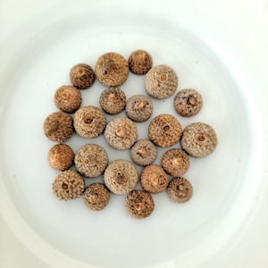 Tiny Acorn Caps! Very Small, Real Post Oak Acorn Tops! Over 20 Pieces ...