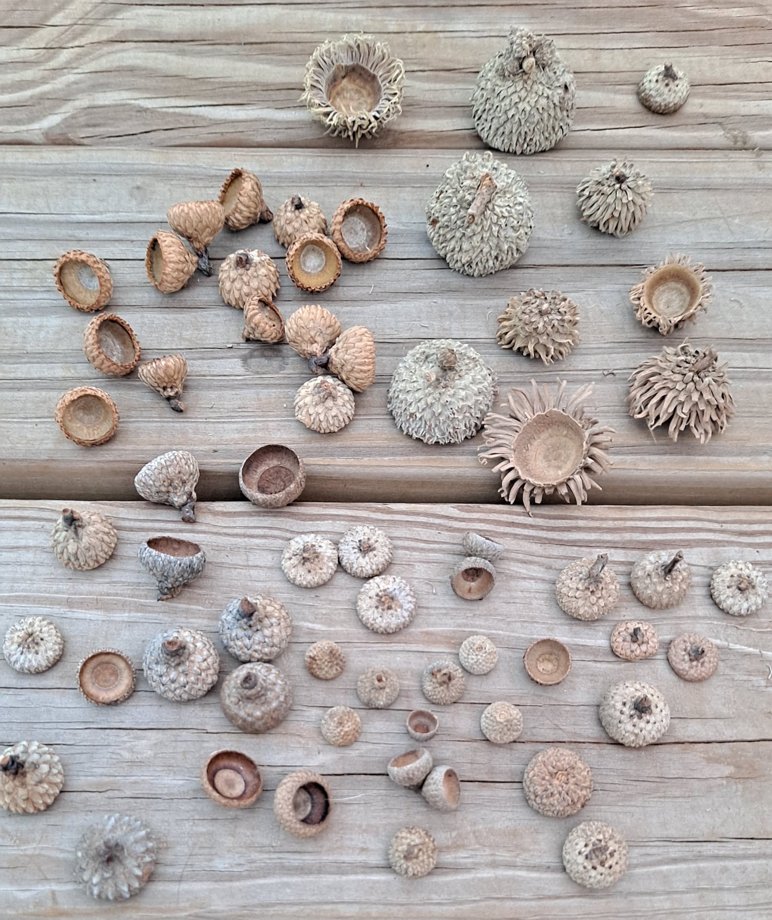 Acorn Caps Mix: 40 Pieces! Nature Craft Assortment, Multiple Varieties ...