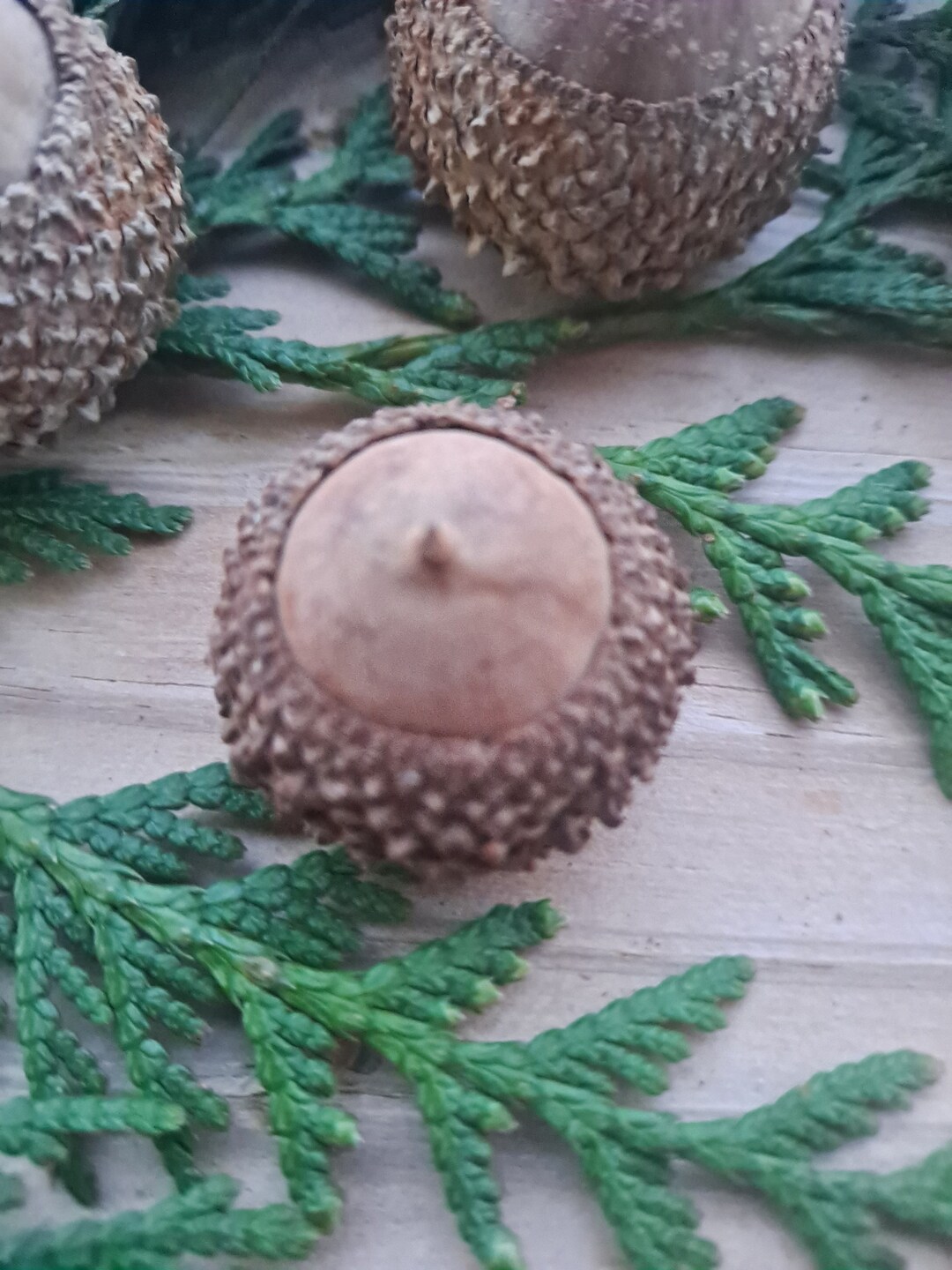 5x Overcup Oak Acorns quercus Lyrata - Etsy