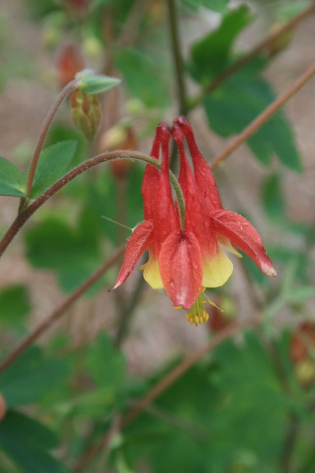 Native Red Columbine Seeds - Etsy