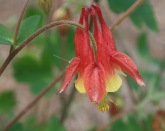 Eastern Red Columbine Seeds - Aquilegia Canadensis Flower Seeds ...