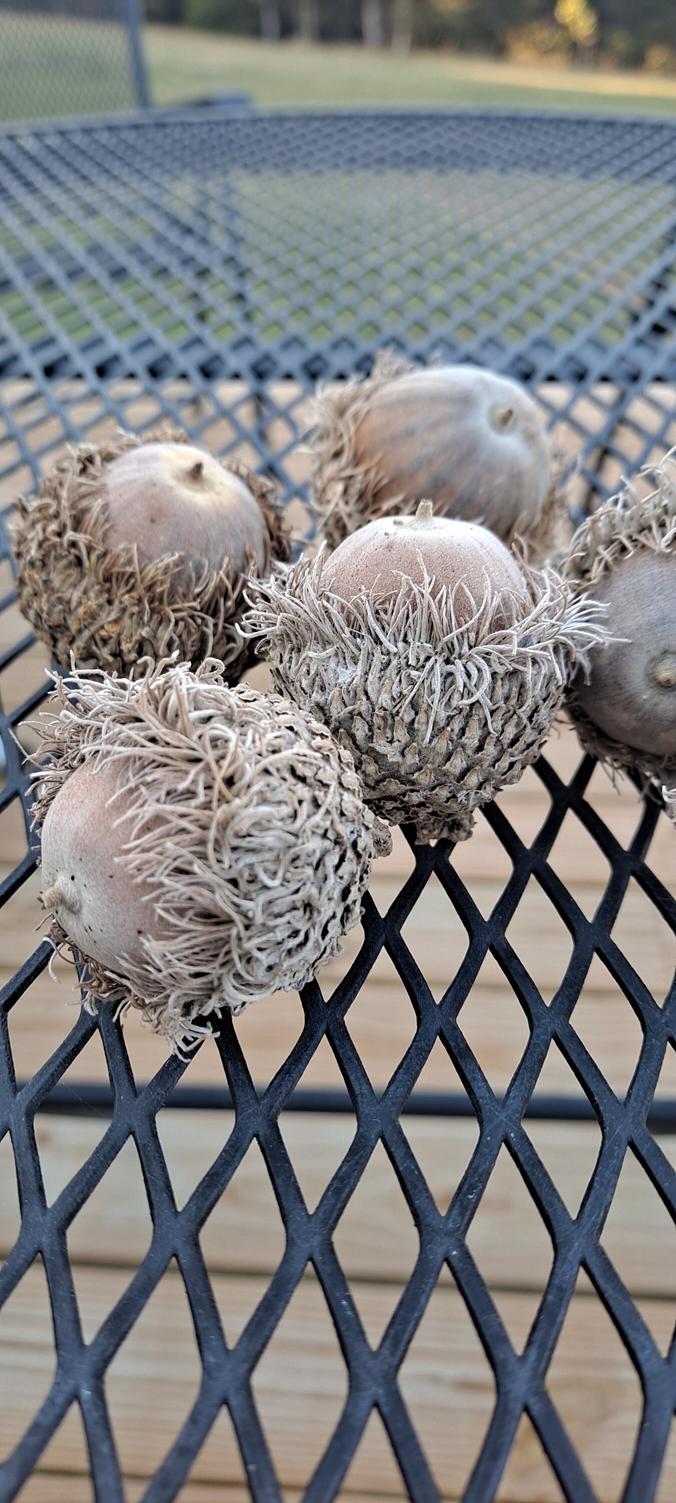 5x Natural Bur Oak Acorns quercus Macrocarpa - Etsy