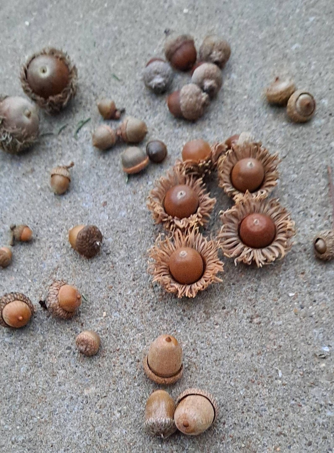 Acorn Mix 20 Natural Acorns with Caps From Several - Etsy