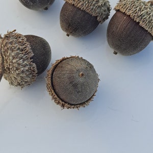 Natural Swamp White Oak Acorns (10+), Rustic Home Decor, Nature Crafts ...
