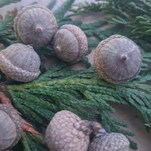 Natural Pin Oak Acorns: Ozark Fall Decor, Fairy Garden Supplies (10x ...